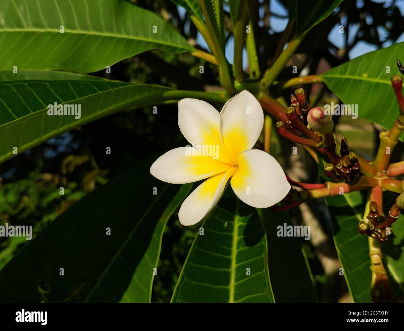 Round petals hi-res stock photography and images - Alamy