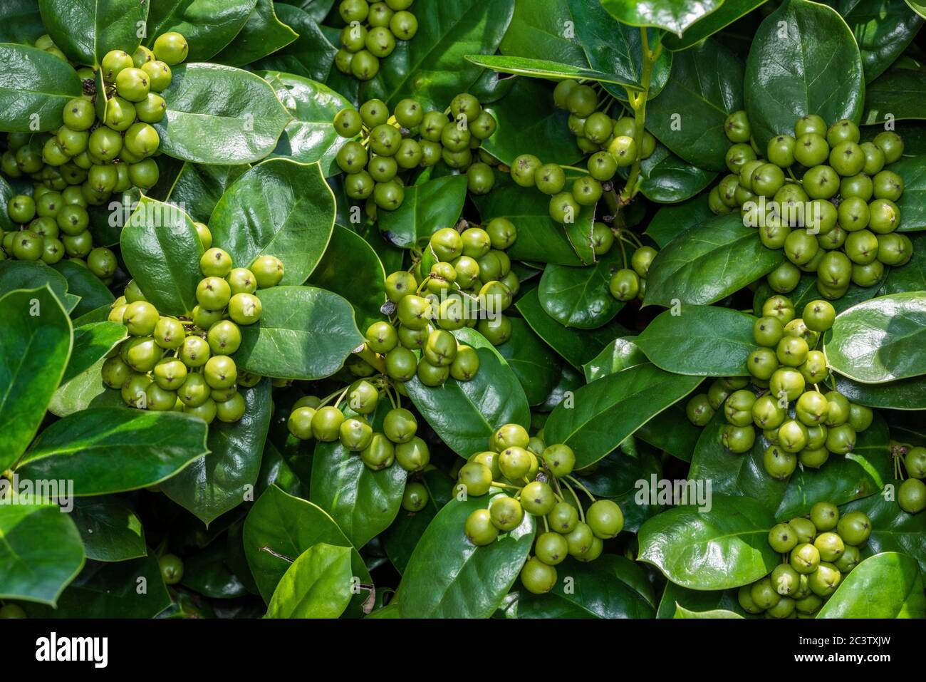 Isehara City, Kanagawa Prefecture, Japan Stock Photo - Alamy