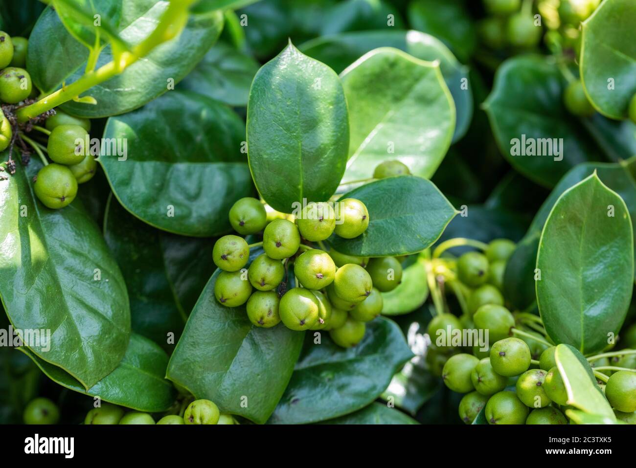 Isehara City, Kanagawa Prefecture, Japan Stock Photo - Alamy