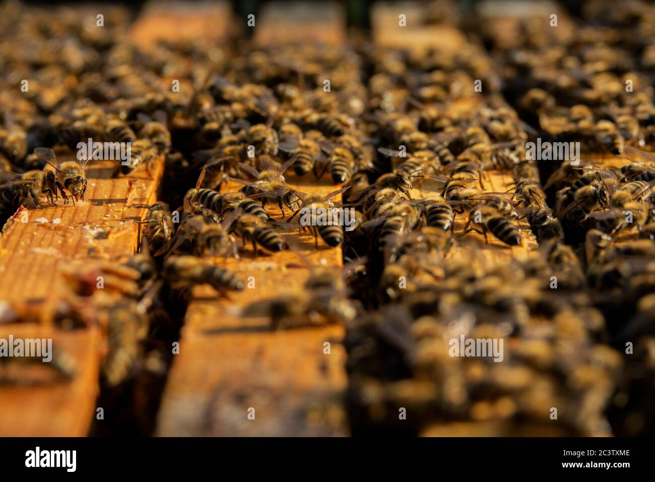 Colony framework hi-res stock photography and images - Alamy
