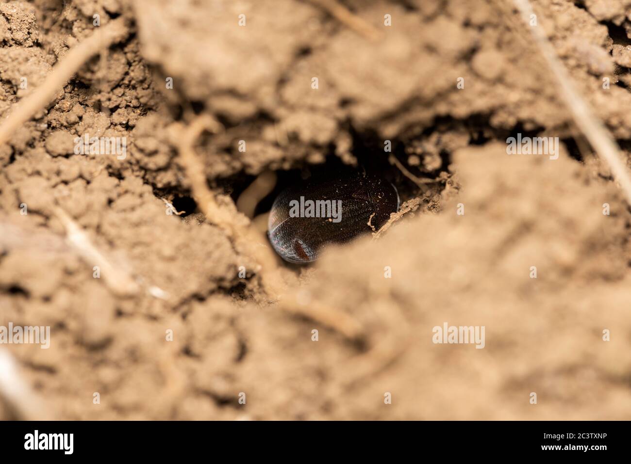 Maladera japonica hi-res stock photography and images - Alamy