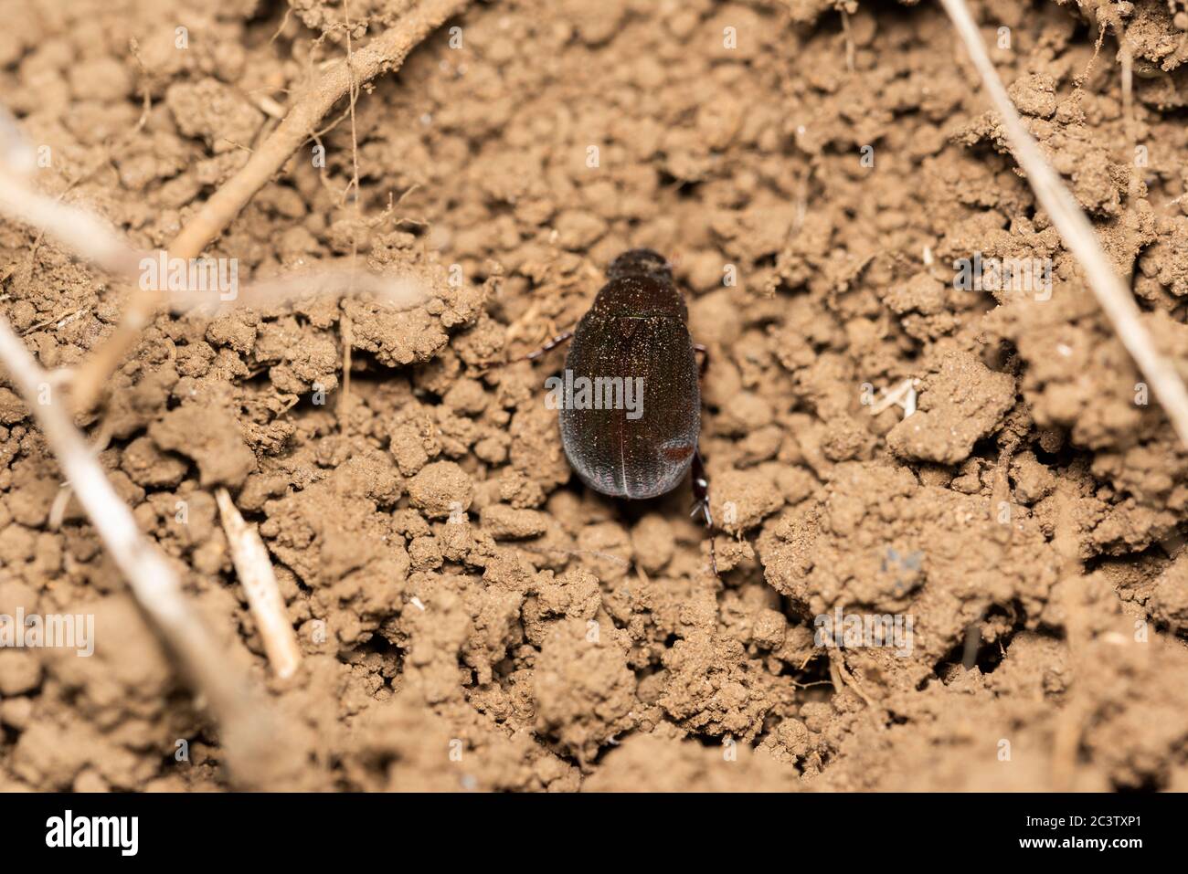 Maladera hi-res stock photography and images - Alamy