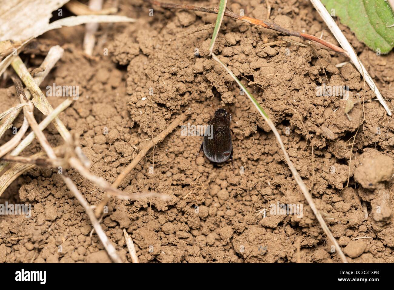 Maladera japonica hi-res stock photography and images - Alamy