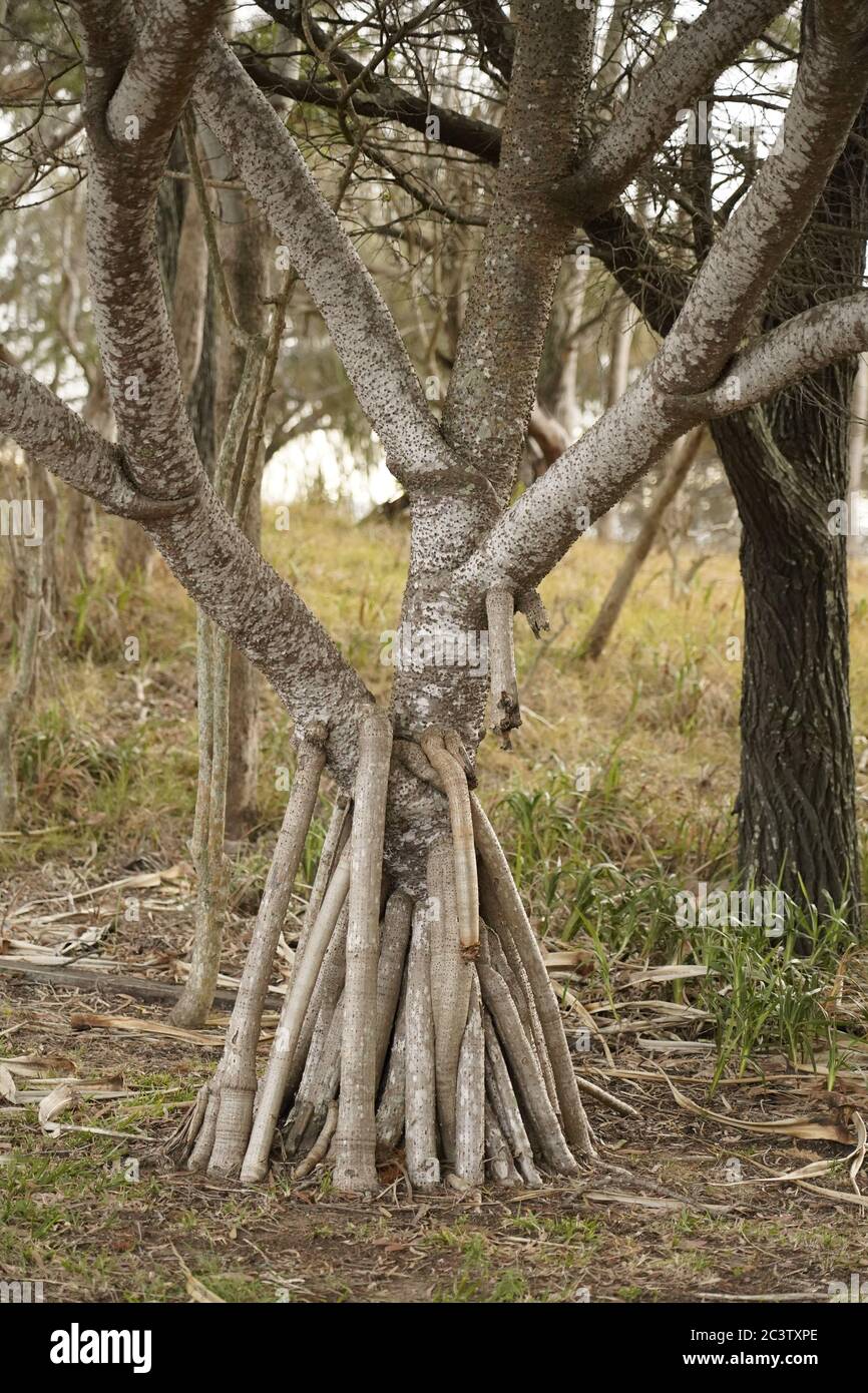 Pandanus Roots High Resolution Stock Photography and Images - Alamy
