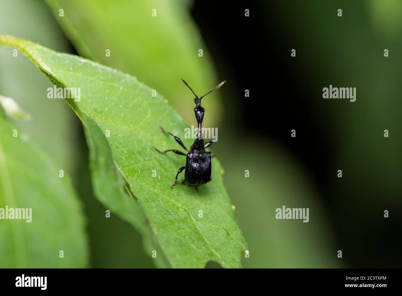 Cycnotrachelus hi-res stock photography and images - Alamy