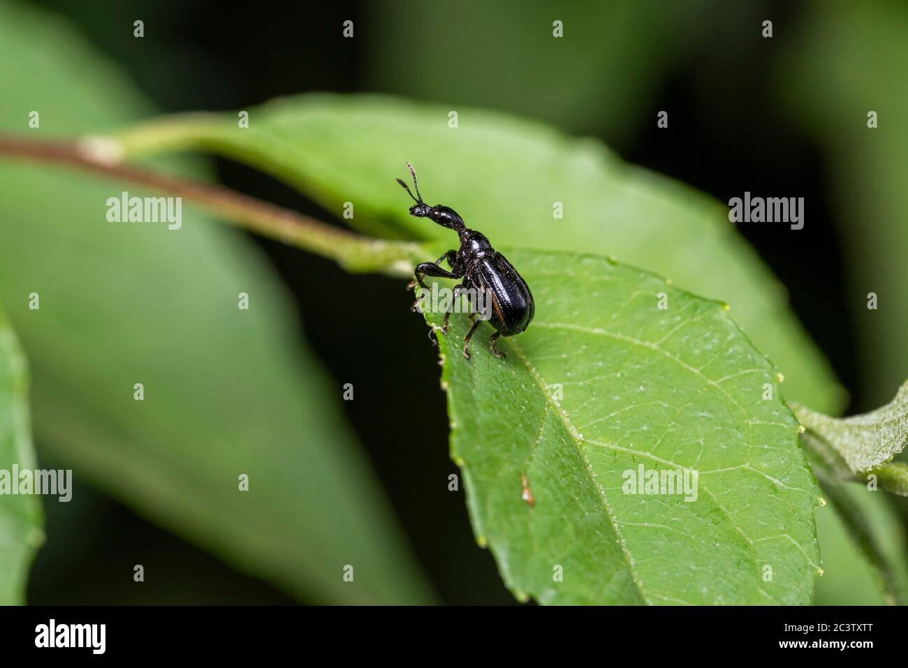 Cycnotrachelus hi-res stock photography and images - Alamy