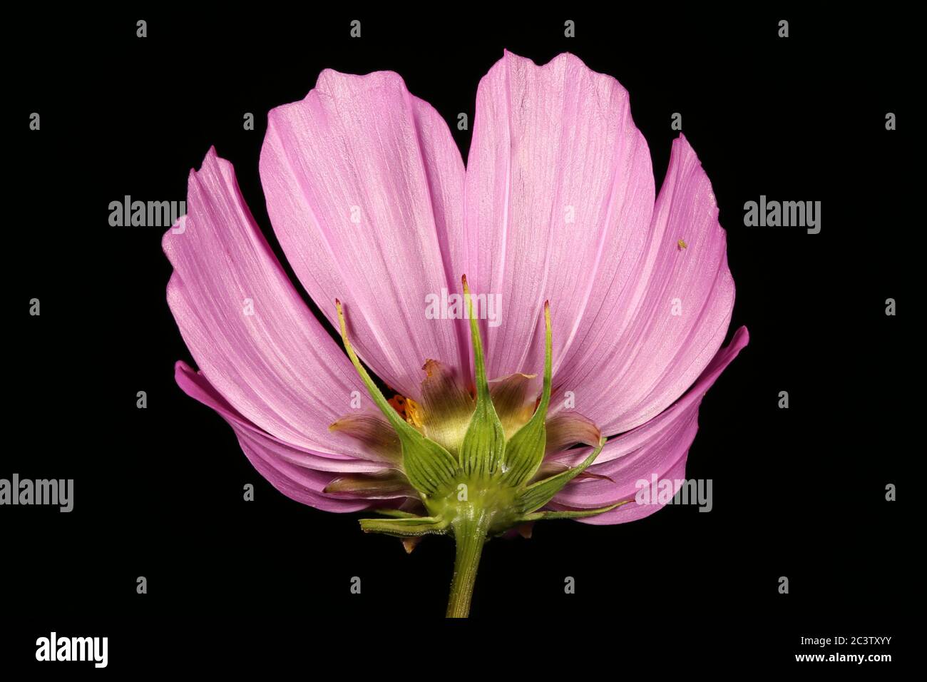 Mexican aster cosmos bipinnatus hi-res stock photography and images - Alamy