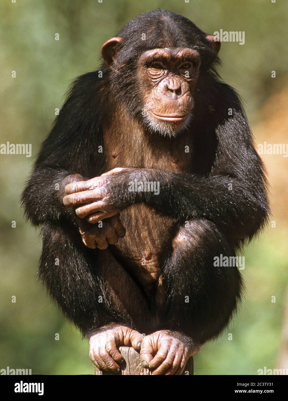 Common chimpanzee (Pan troglodytes Stock Photo - Alamy