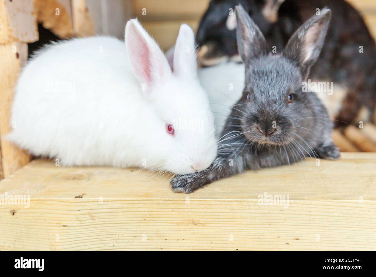 Many different small feeding rabbits on animal farm in rabbit-hutch ...