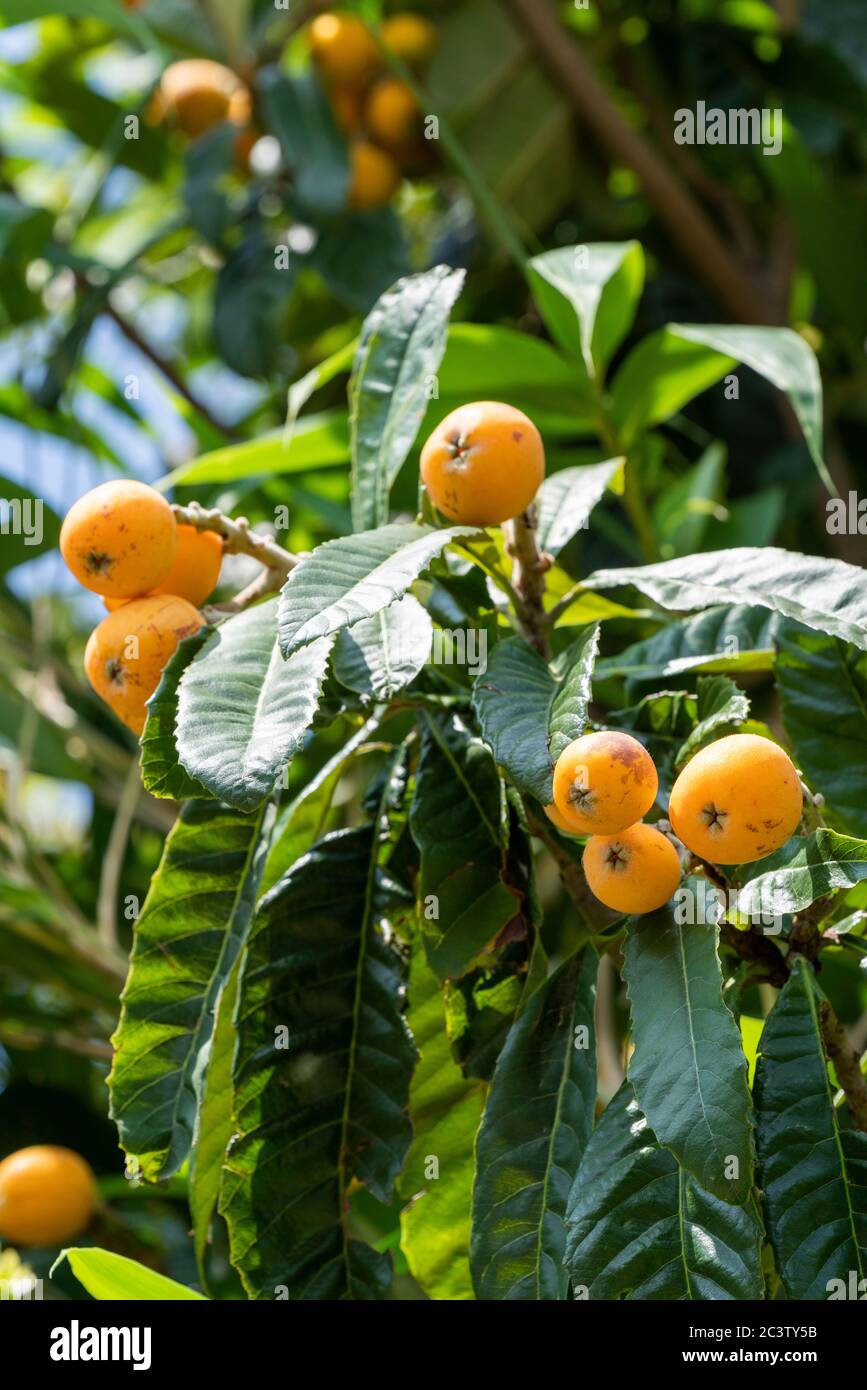 Loquat (Eriobotrya japonica) in ripe, Isehara City, Kanagawa Prefecture ...