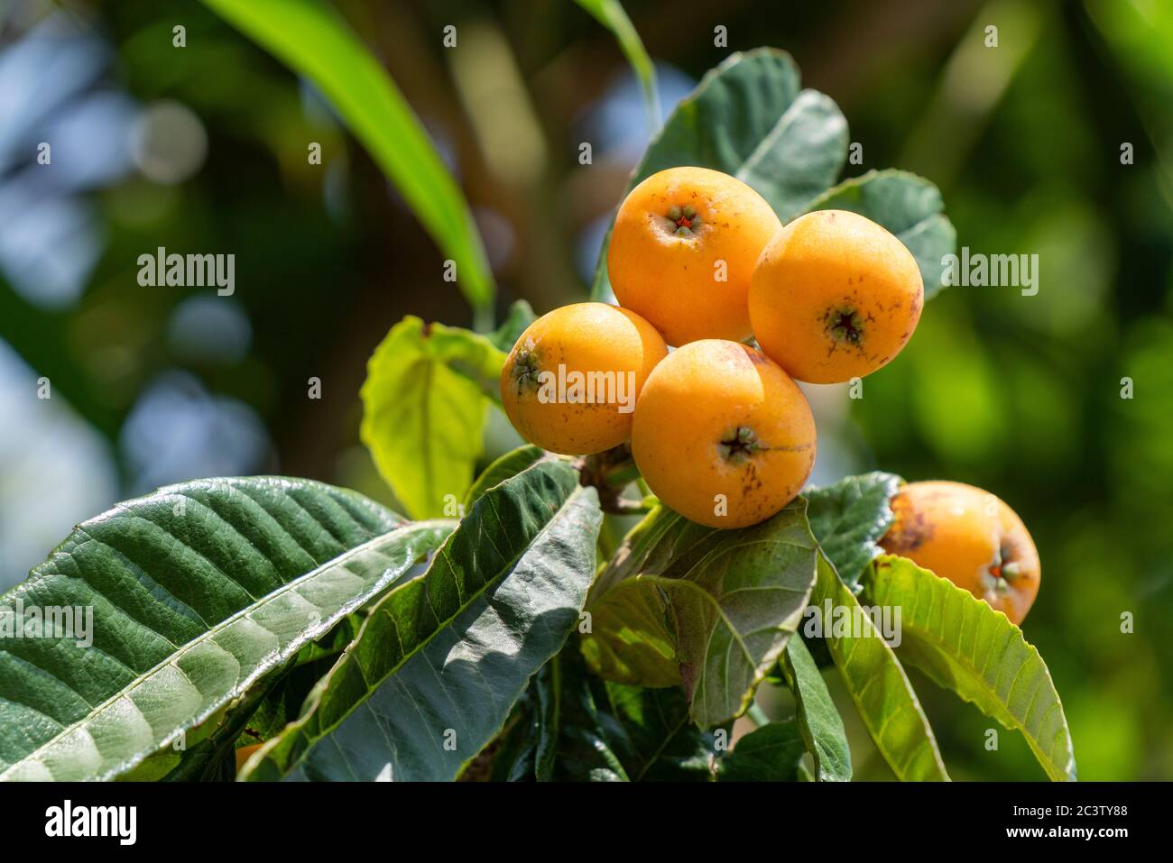 Loquat (Eriobotrya japonica) in ripe, Isehara City, Kanagawa Prefecture ...