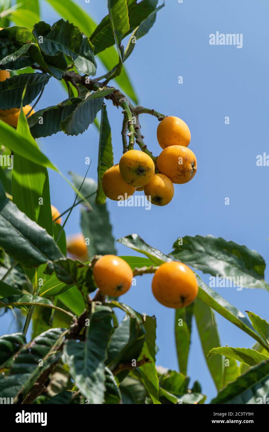 Loquat (Eriobotrya japonica) in ripe, Isehara City, Kanagawa Prefecture ...