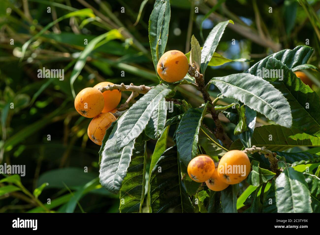 Loquat (Eriobotrya japonica) in ripe, Isehara City, Kanagawa Prefecture ...