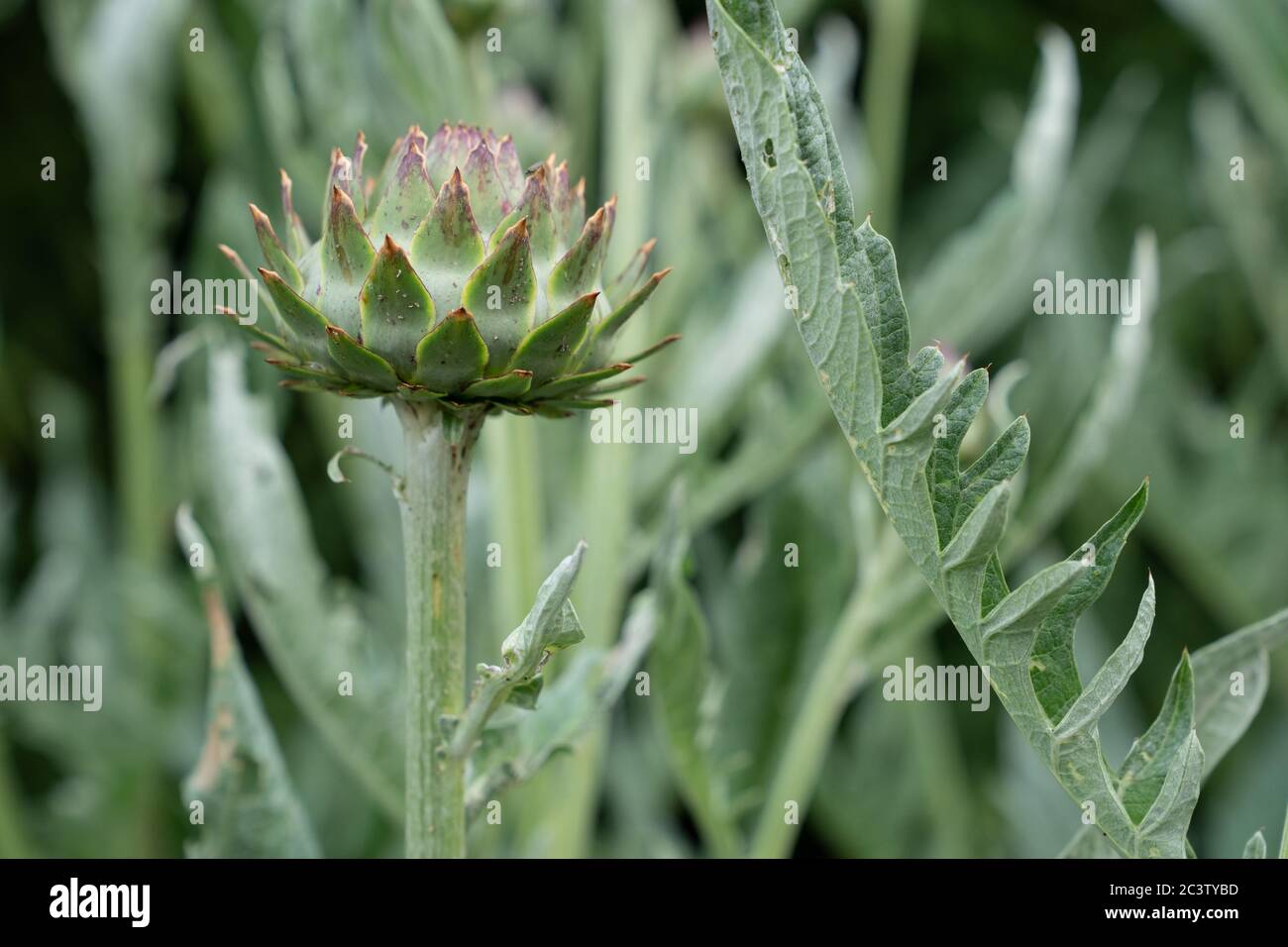 Green Leaves Of Cardoon Plant High Resolution Stock Photography and ...