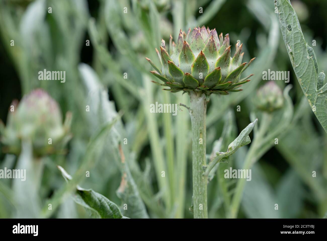 Green leaves of cardoon plant hi-res stock photography and images - Alamy