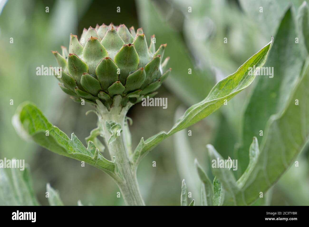 Cardoon (Cynara cardunculus Stock Photo - Alamy