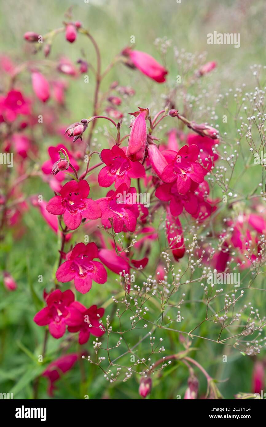 Penstemon barbatus hi-res stock photography and images - Alamy