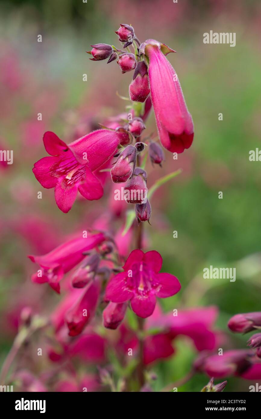 Penstemon barbatus hi-res stock photography and images - Alamy