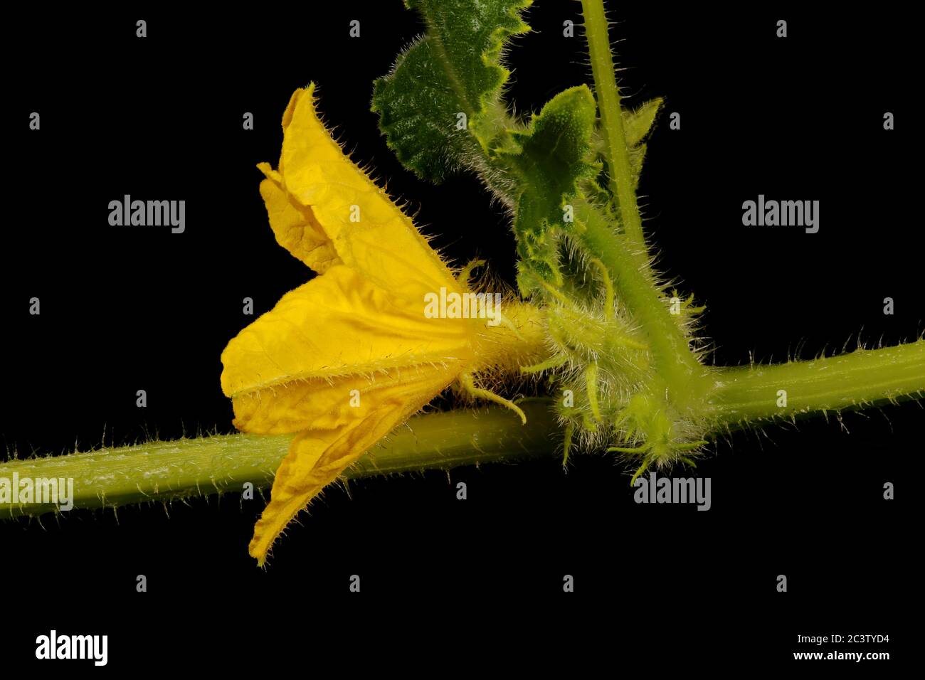 Botanical Illustration Of Cucumber High Resolution Stock Photography ...