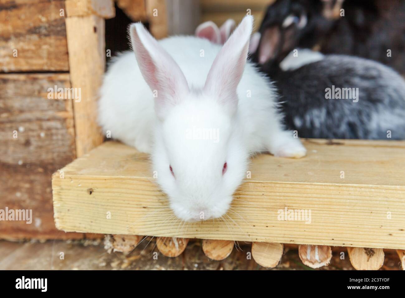 Many different small feeding rabbits on animal farm in rabbit-hutch ...