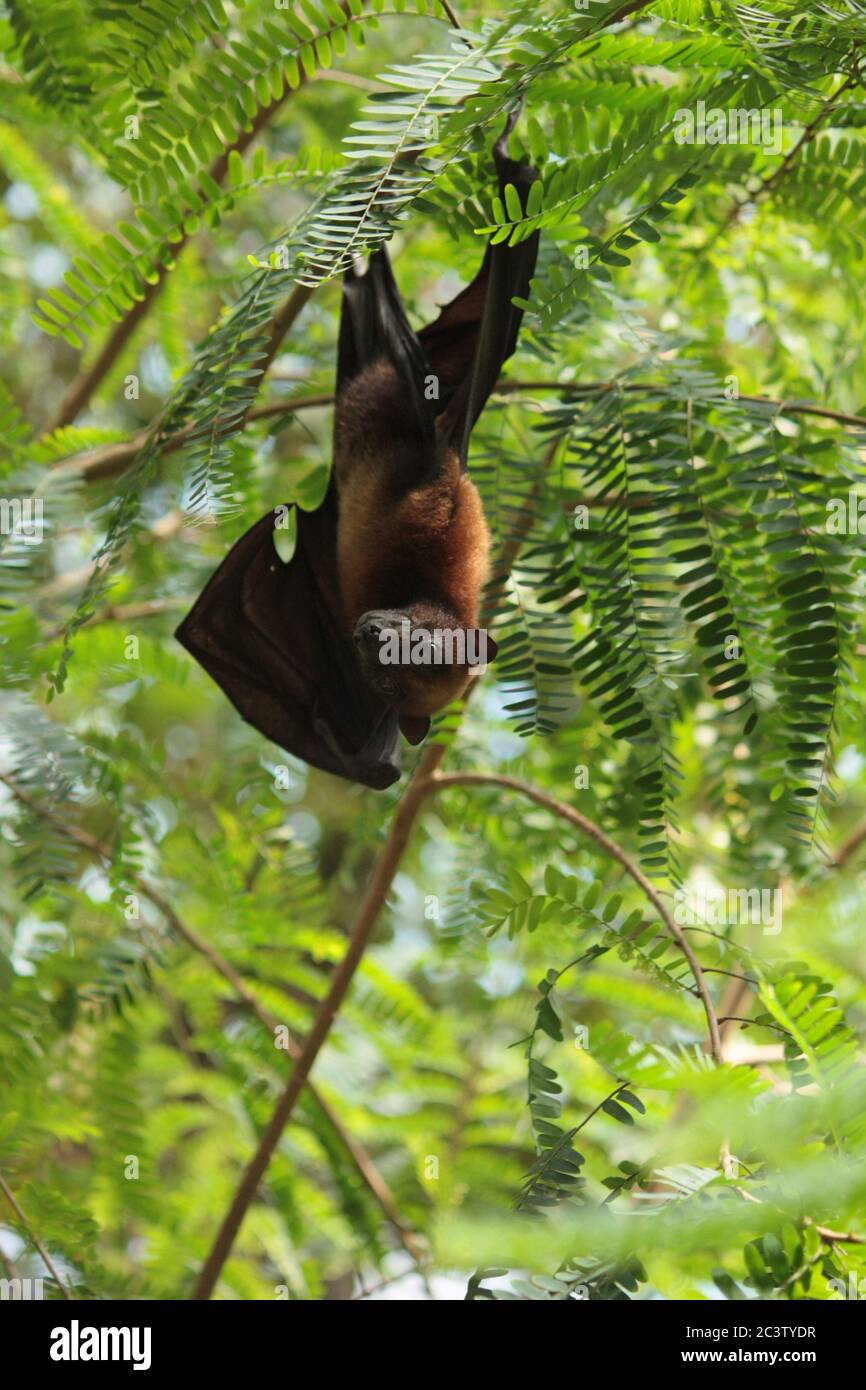 Megabat hanging upside down in a tropical tree Stock Photo - Alamy