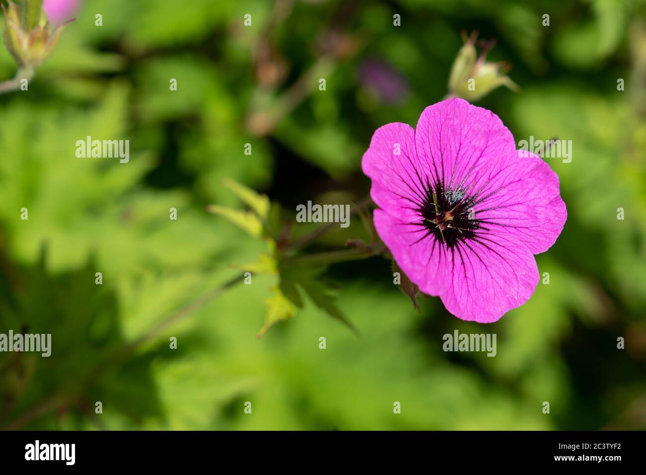 Geranium Cranesbill (Geranium sp Stock Photo - Alamy