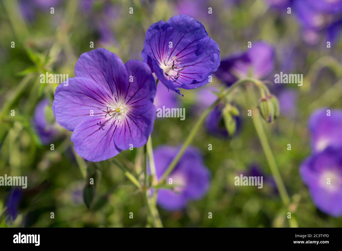 Hardy Geranium Cranesbill (Geranium bohemicum Stock Photo - Alamy