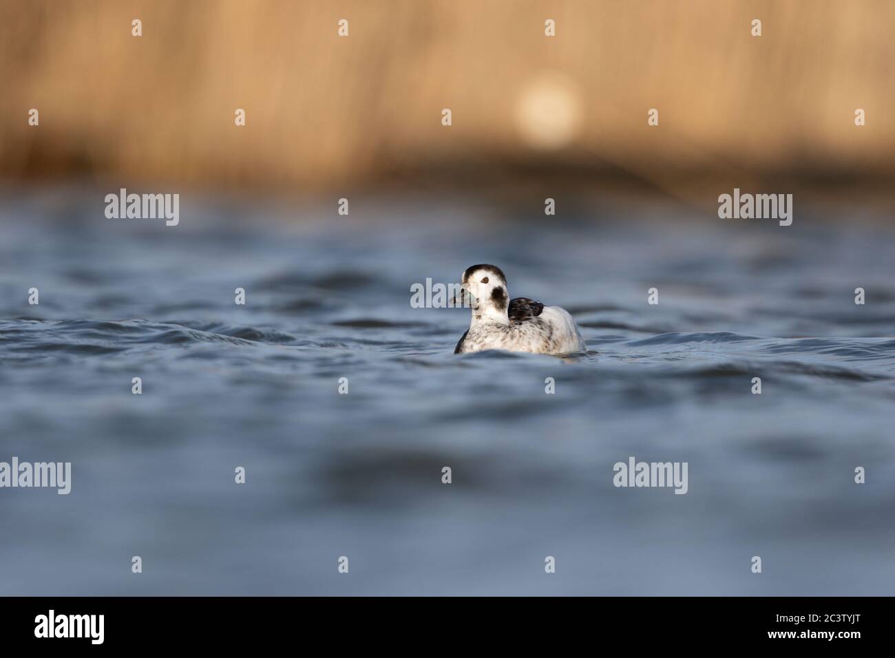 Long tailed duck uk hi-res stock photography and images - Alamy