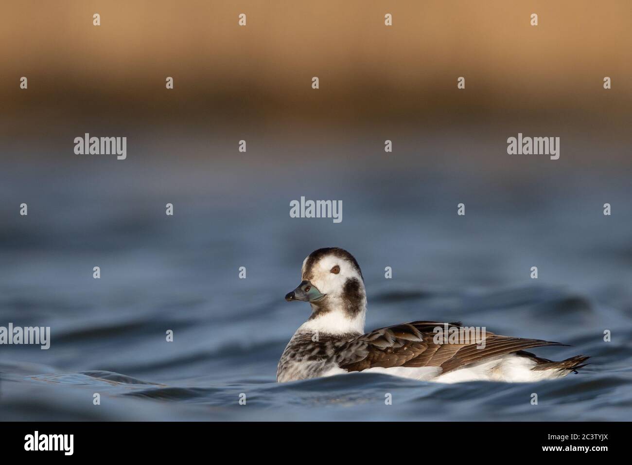 Long Tailed Duck Uk High Resolution Stock Photography and Images - Alamy