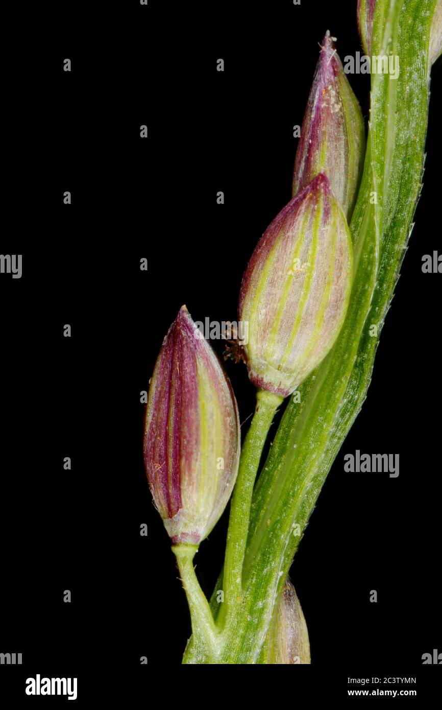 Ischaemum High Resolution Stock Photography and Images - Alamy