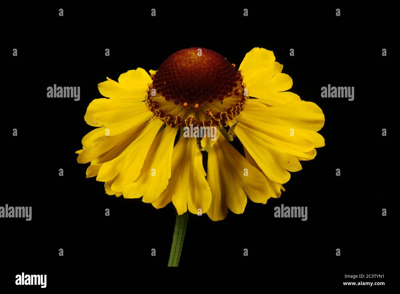 Inflorescence (capitulum) hi-res stock photography and images - Alamy