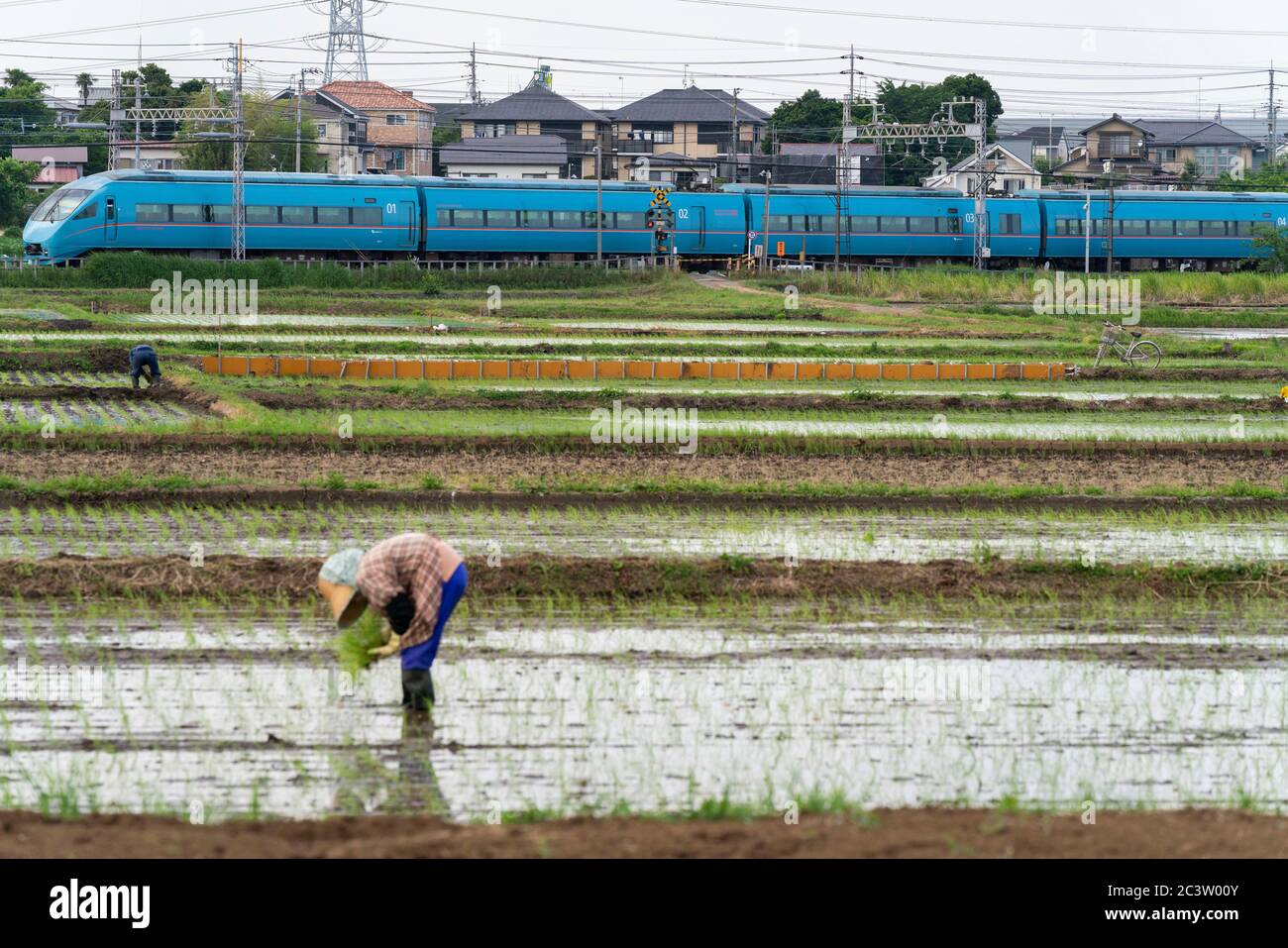 Odakyu Line Romancecar MSE passing behind Rice planting by hand ...