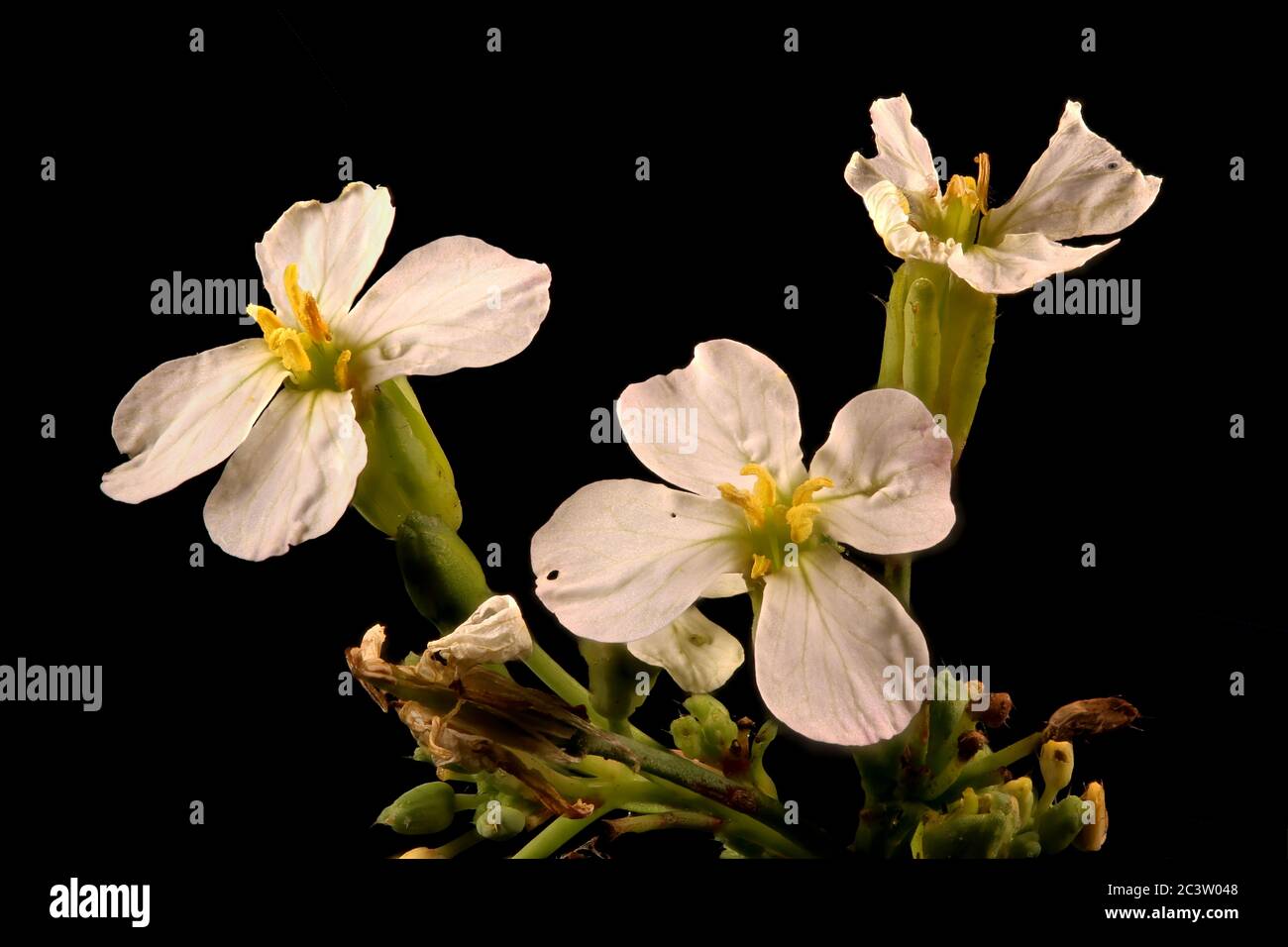 Raphanus sativus botanical illustration hi-res stock photography and ...