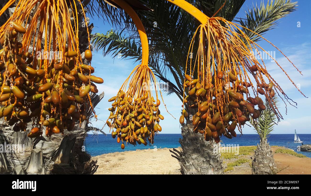 Closeup of three clusters of semi-ripe varied color fruits of dates ...