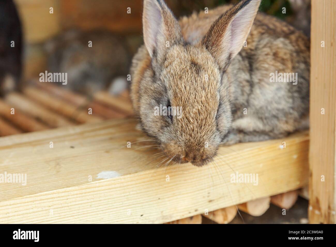 Rabbit Hutch High Resolution Stock Photography and Images - Alamy
