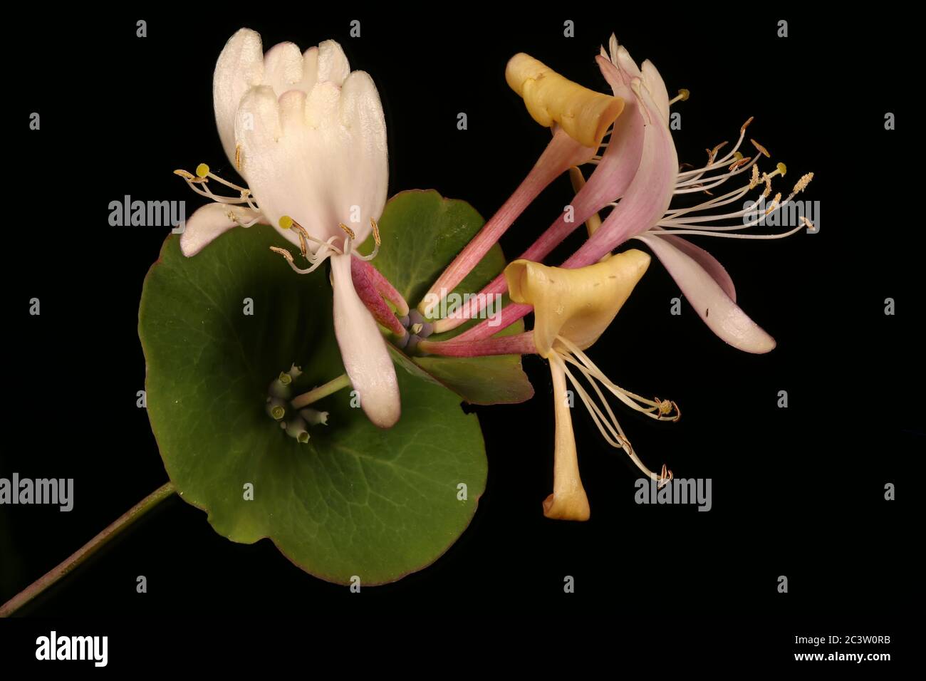 Honeysuckle lonicera caprifolium hi-res stock photography and images ...