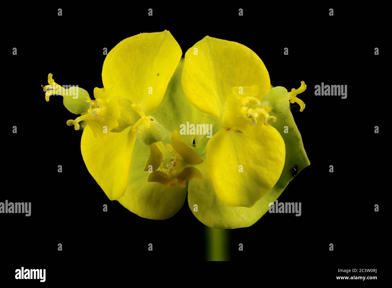 Cyathium inflorescence hi-res stock photography and images - Alamy