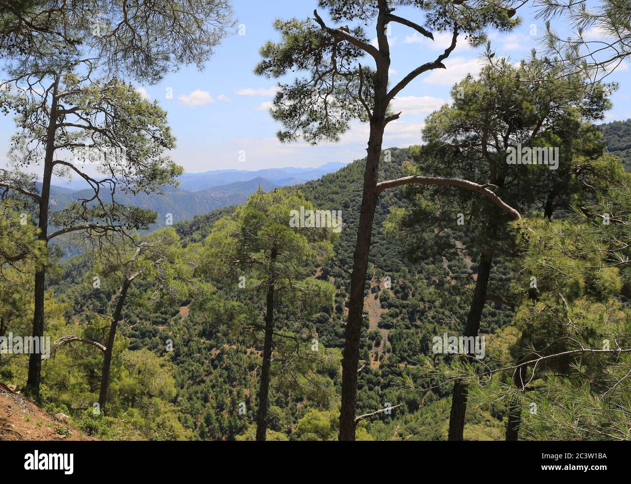 Cyprus summer travel troodos forest trees hi-res stock photography and ...