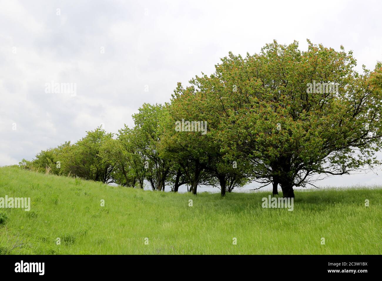 Trees on meadow with hi-res stock photography and images - Alamy