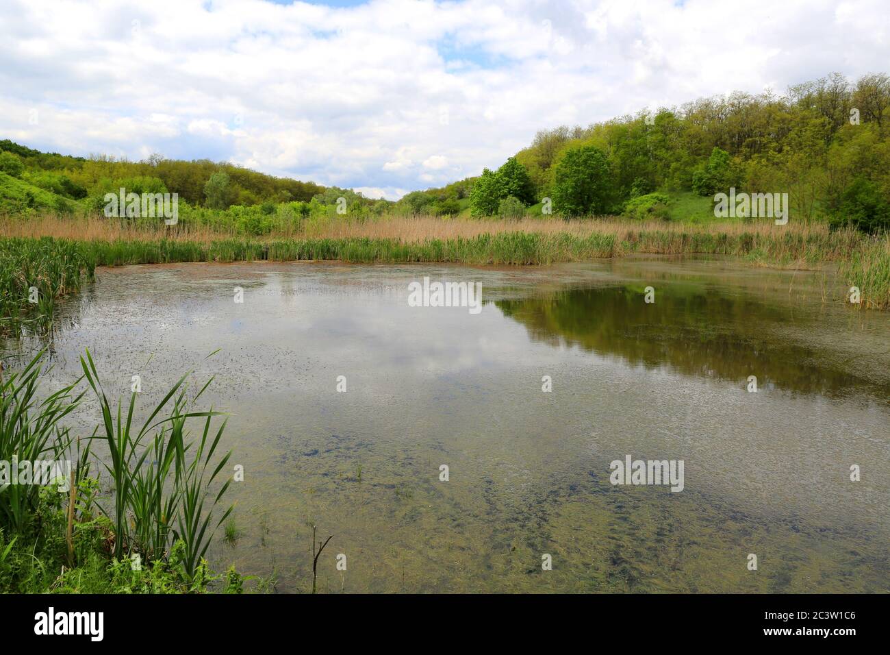 Bog in forest hi-res stock photography and images - Alamy