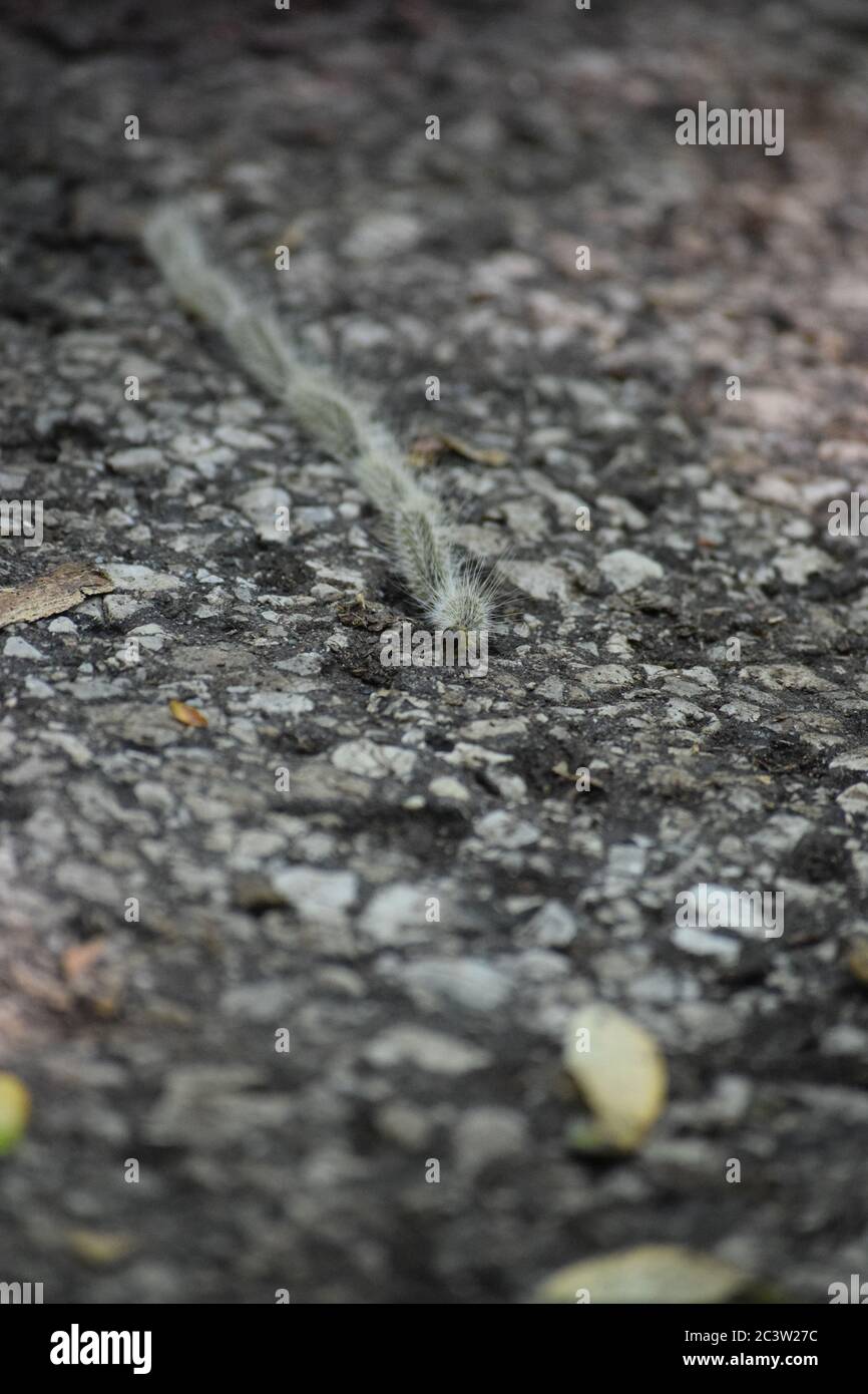 Oak Procession Caterpillars High Resolution Stock Photography and ...