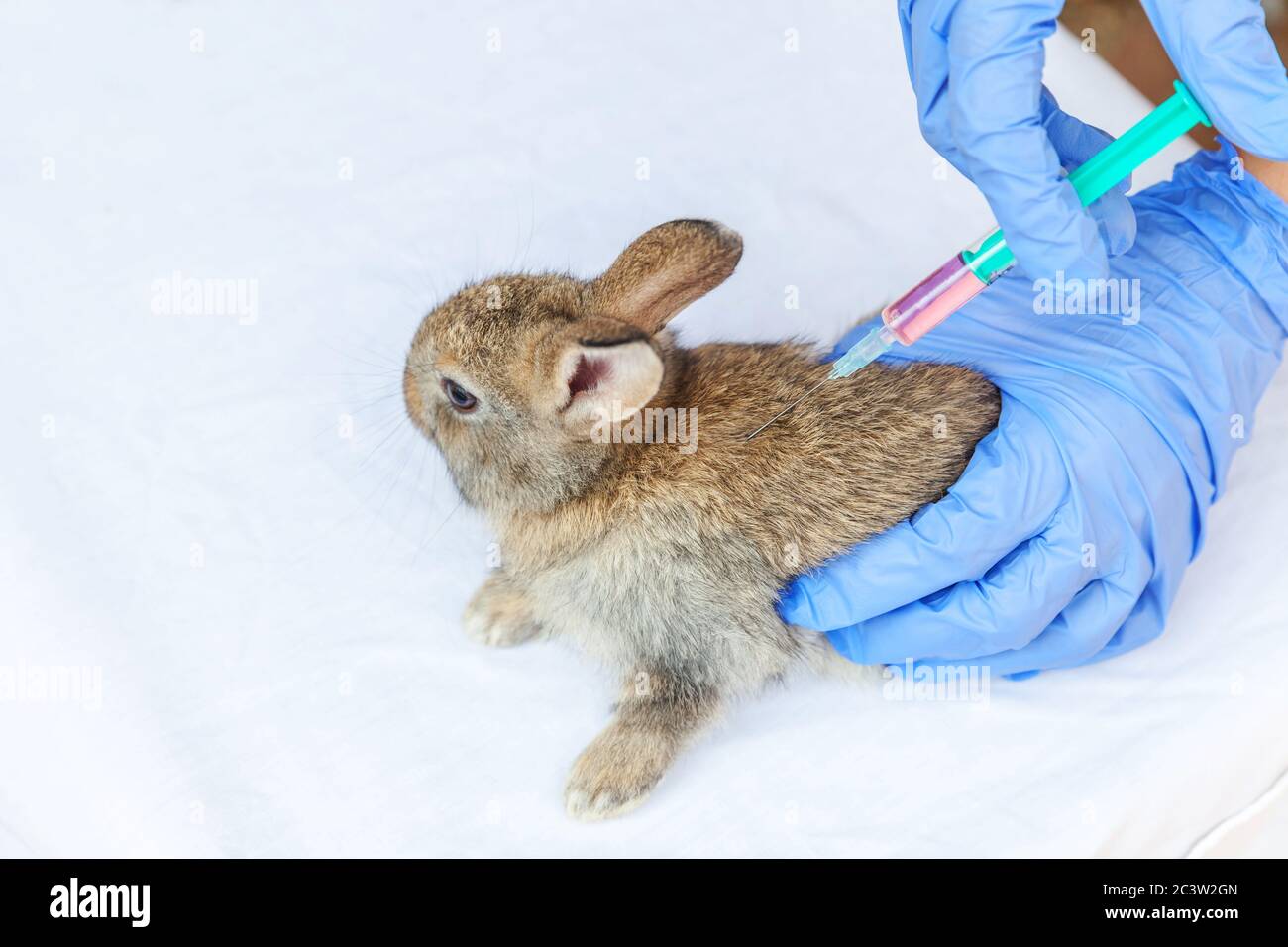 Veterinarian woman with syringe holding and injecting rabbit on ranch ...