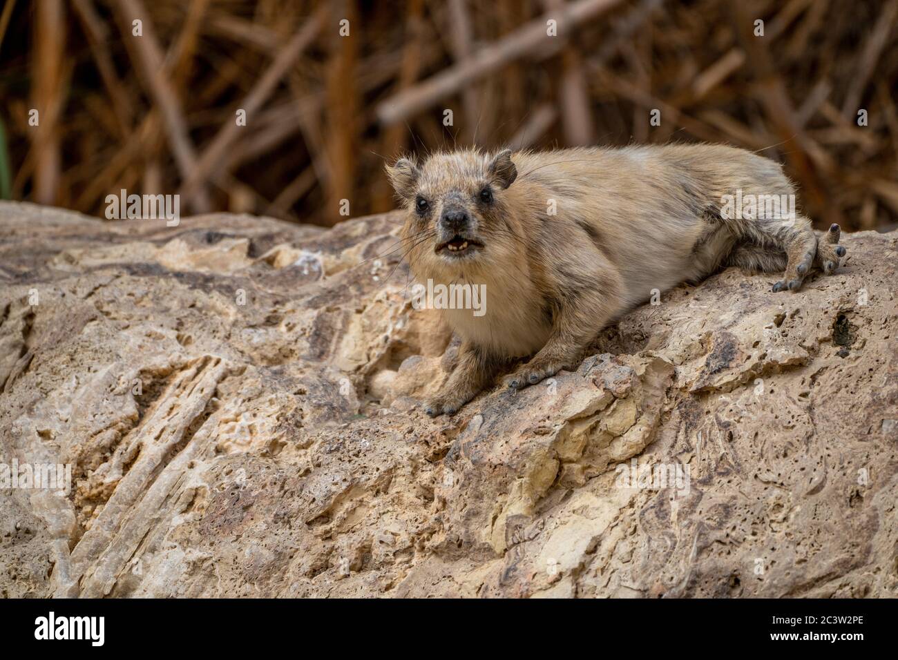 A family of Rock Hyrax, (Procavia capensis). Photographed in Israel ...
