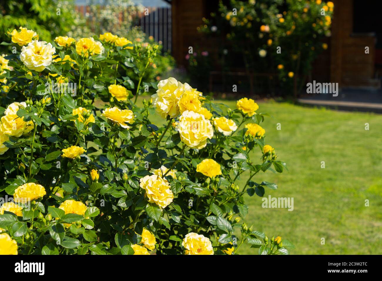 Beautiful bush of yellow roses in garden. Natural floral roses ...
