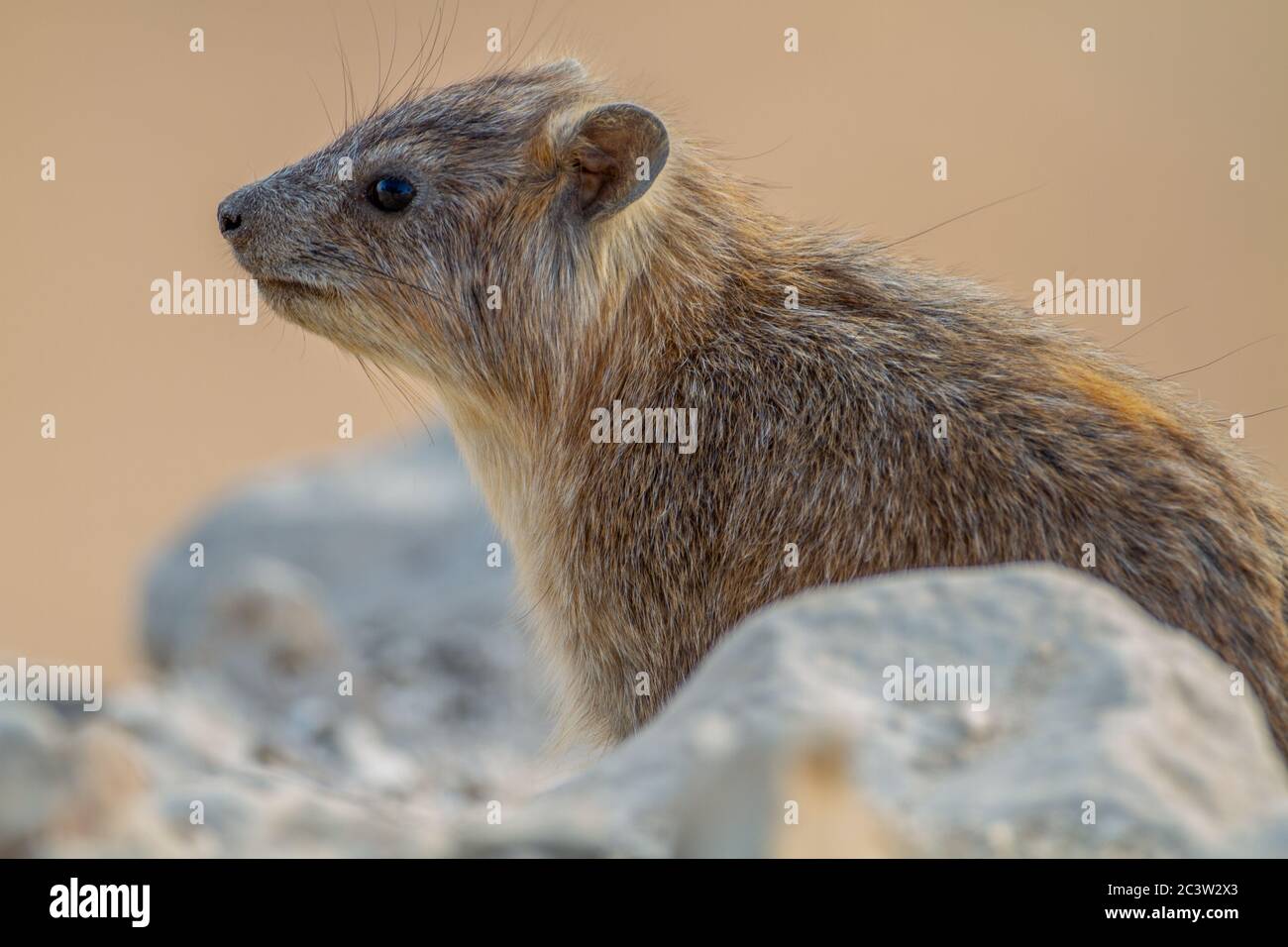 Rock Hyrax, (Procavia capensis). Photographed in Israel Stock Photo - Alamy