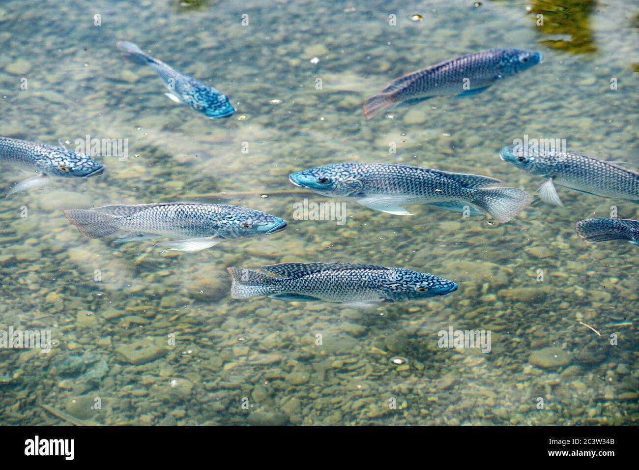 Shoal of blue tilapia (Oreochromis aureus). The blue tilapia is a ...