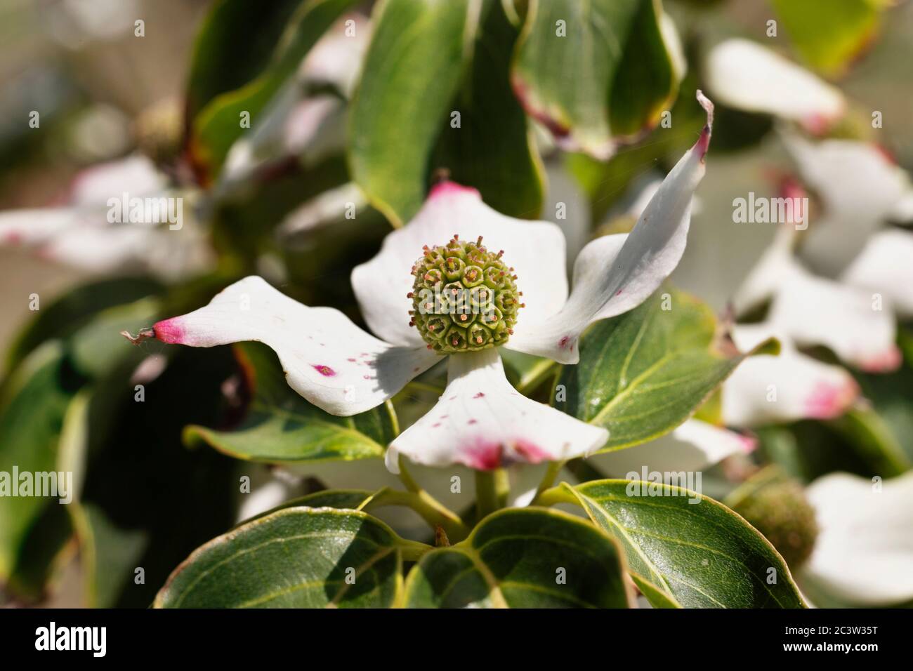 Flower of cornel cherry tree Stock Photo - Alamy