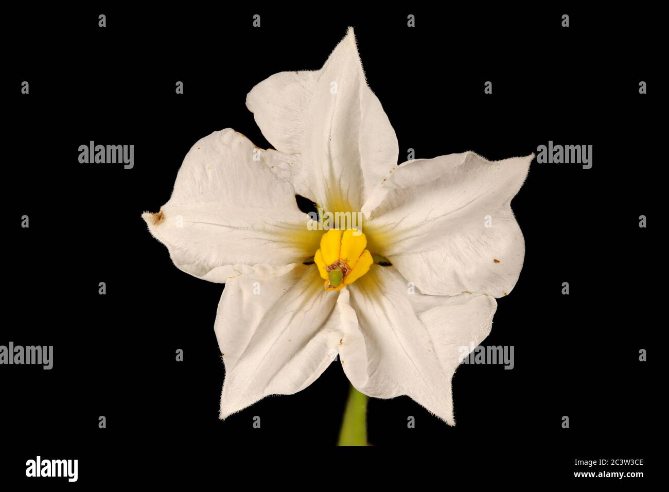 Solanum tuberosum flower hi-res stock photography and images - Alamy