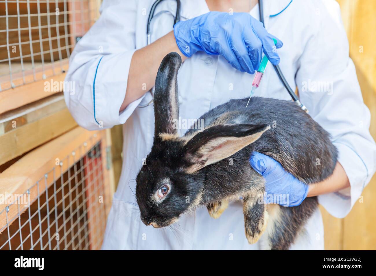 Veterinarian woman with syringe holding and injecting rabbit on ranch ...