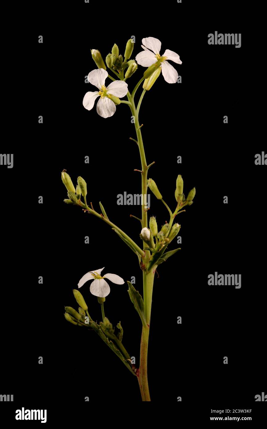 Raphanus sativus botanical illustration hi-res stock photography and ...